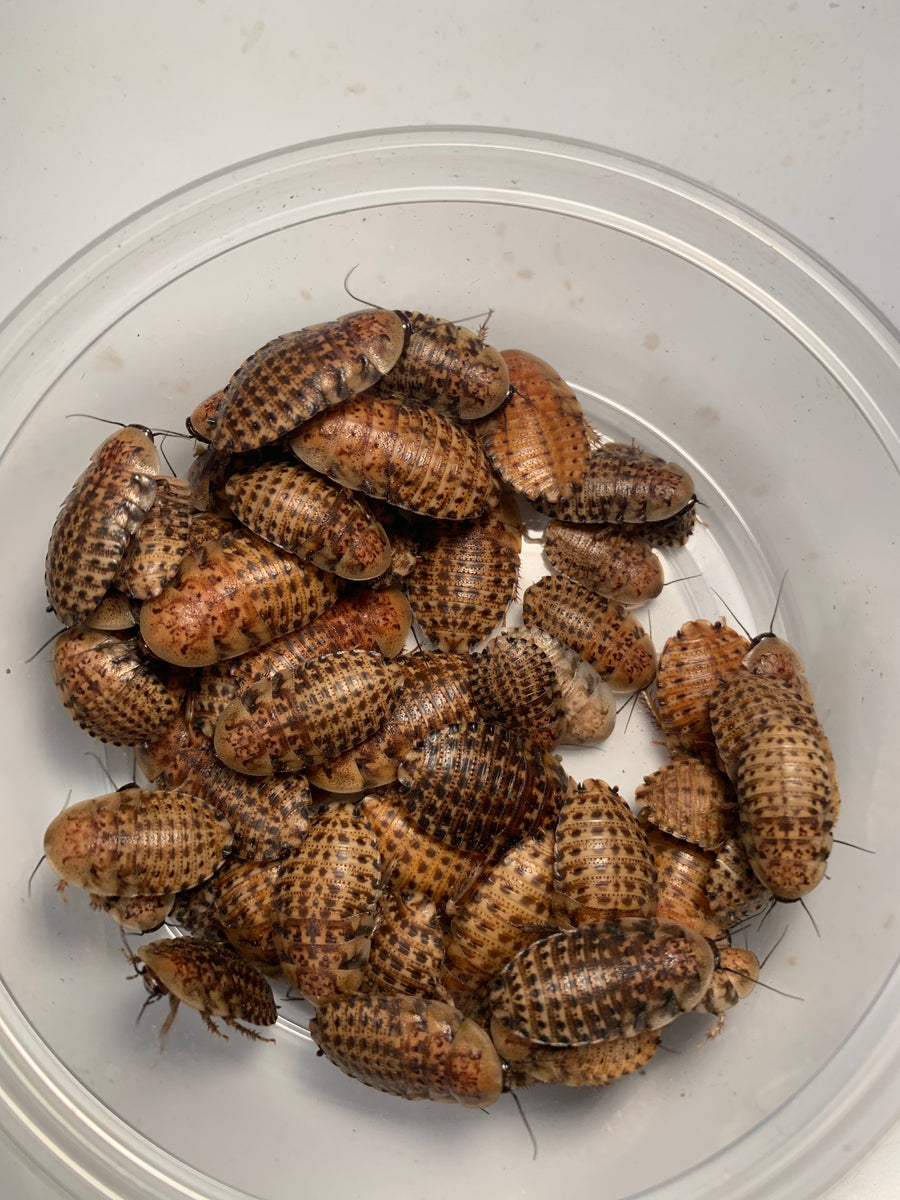 Discoid Roaches – BugginOut Dubia